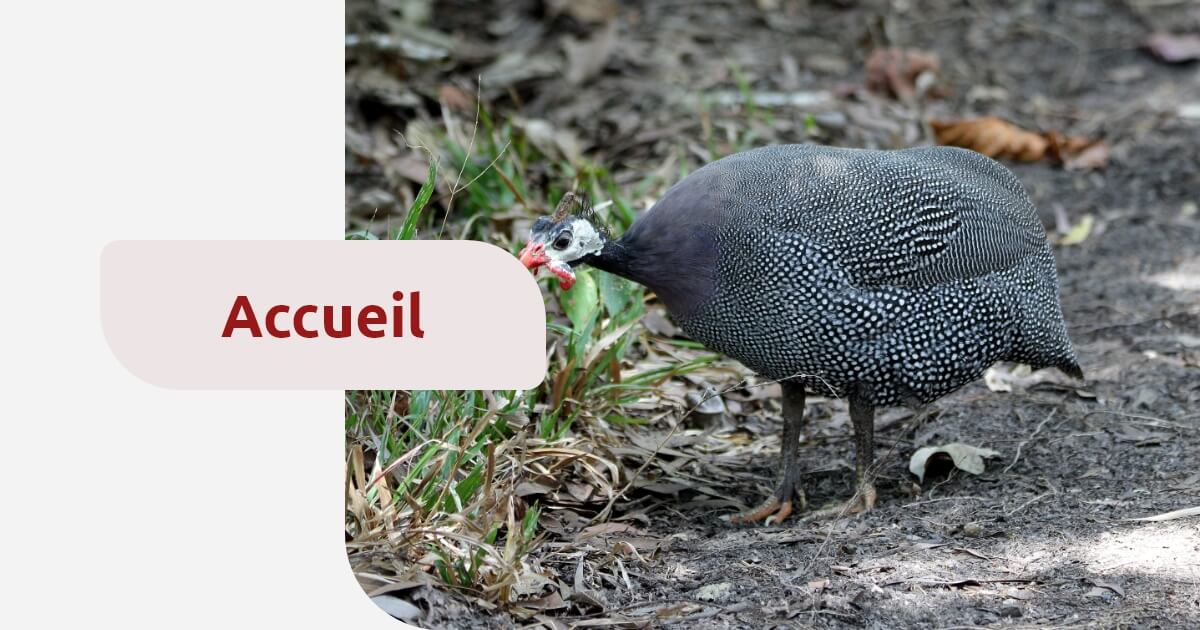 VOLAILLES DU GRAND CHEMIN – Production et vente de canards vivants en ...